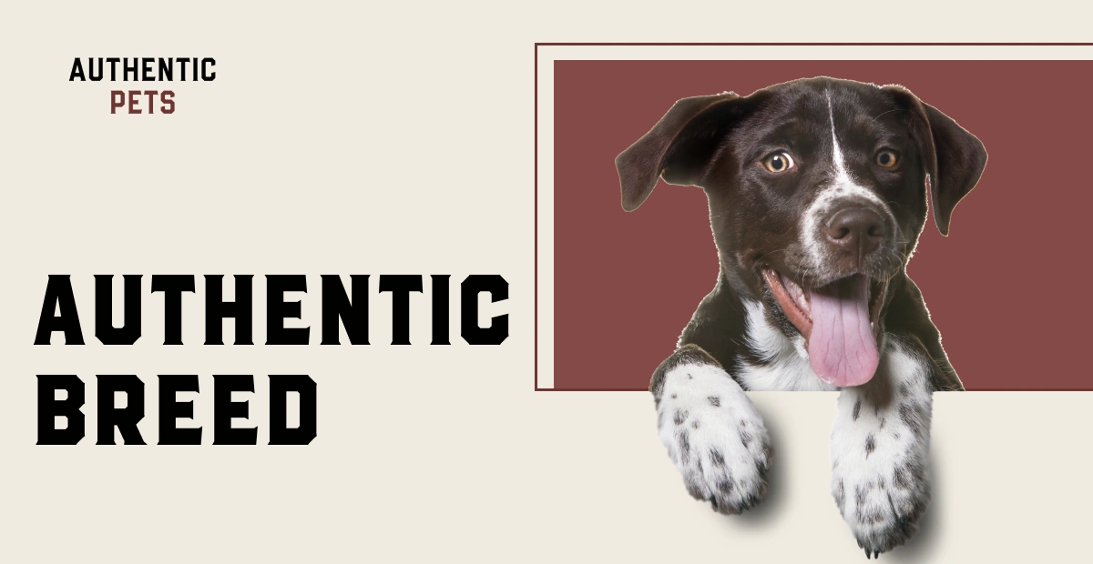 Authentic Pets à Plouigneau, en Bretagne - Authentic Breed